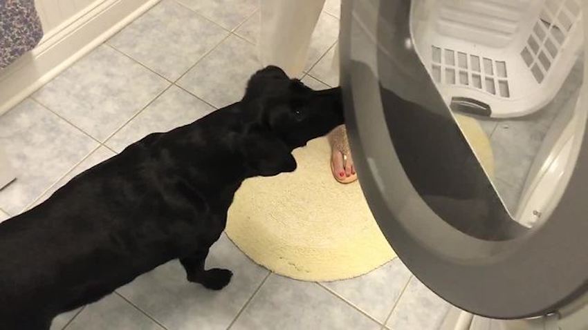 Dog Patiently Waits For Stuffed Animals To Come Out Of The Drying Machine