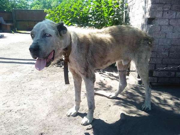 Rescuers Cry 'Tears Of Joy' As Long Lost Dog Reunites With His Mom