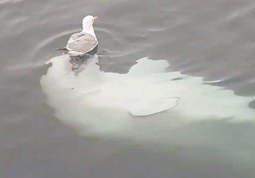 Friendly Beluga Whale Plays with Seagull Trying To Eat Fish