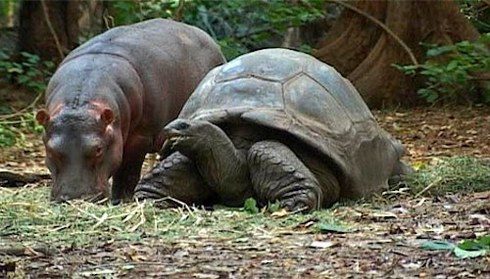 Tortoise Has Remarkable Friendship with Orphaned Hippo