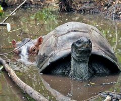 Tortoise Has Remarkable Friendship with Orphaned Hippo