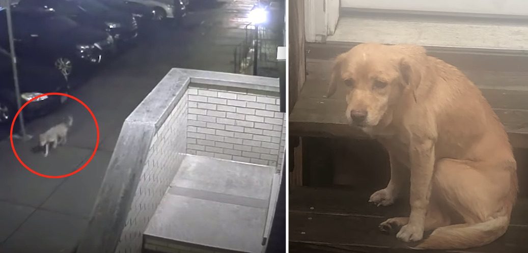 Injured Stray Dog Walks Into The Right Home In the Middle of Night