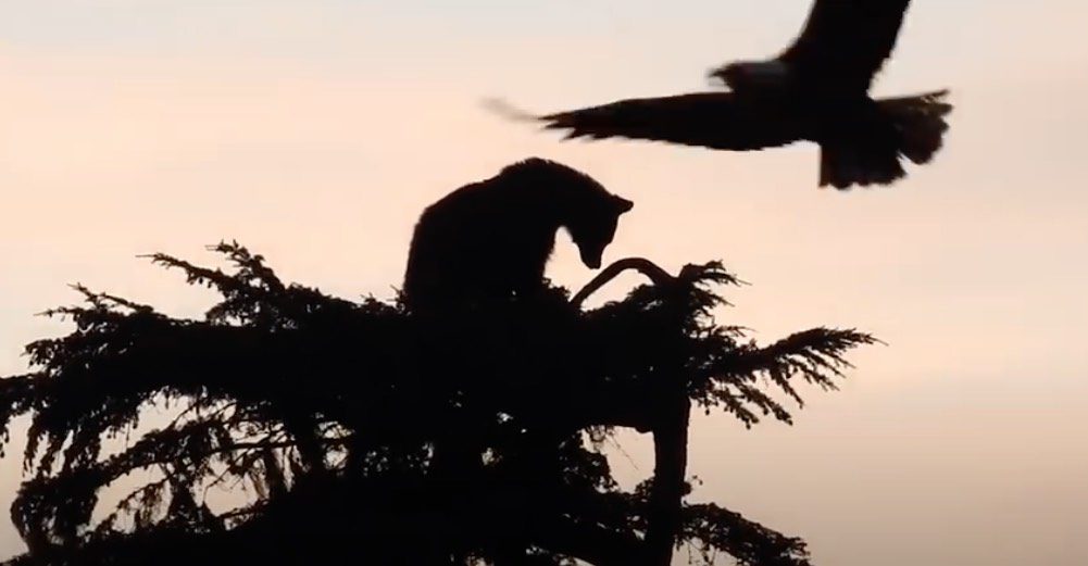 Small Bear Chased Up Tall Tree By Large Bear And Attacked By Eagles