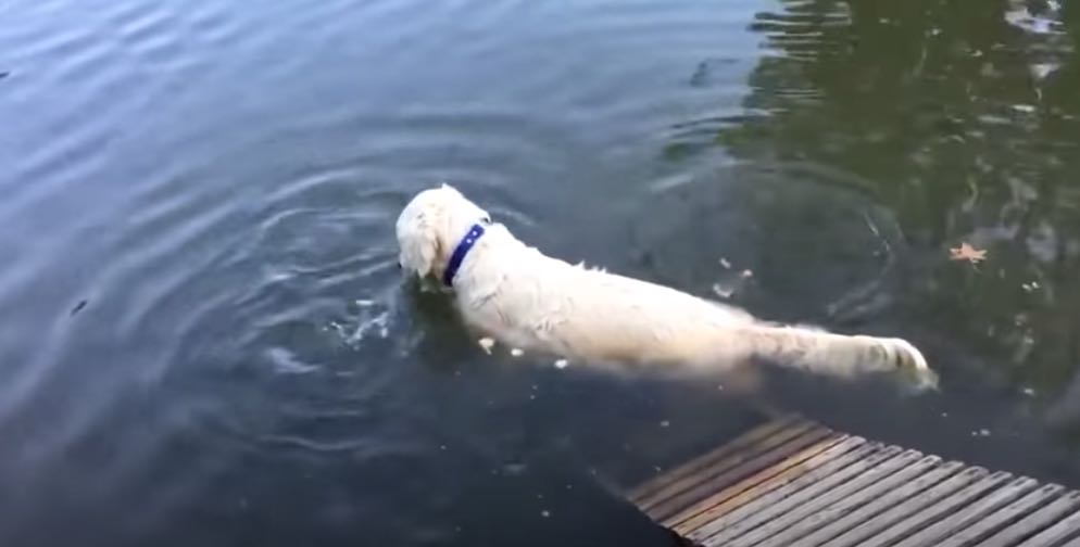 Dog Expertly Catches Fish In Her Mouth