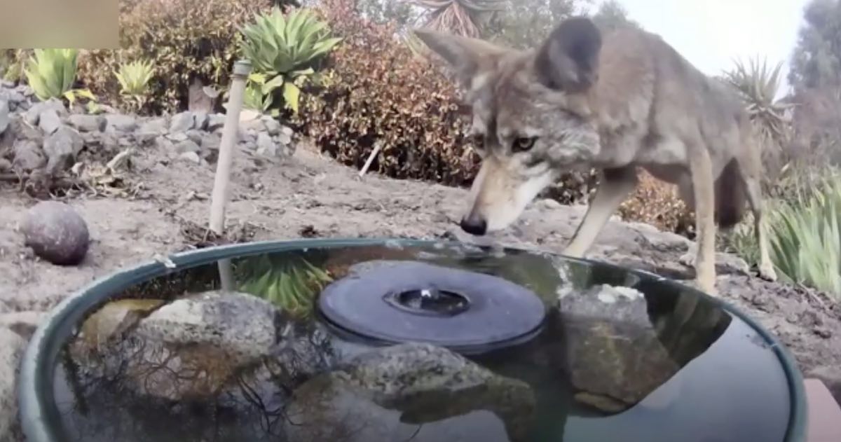 Camera Captures Wild Animals Drinking From Water Fountain In Woman's ...