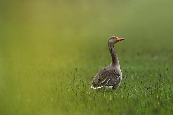 Goose Flying Upside Down Captures Imaginations Of Nature Lovers Worldwide
