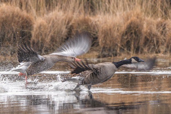 Goose Flying Upside Down Captures Imaginations Of Nature Lovers Worldwide