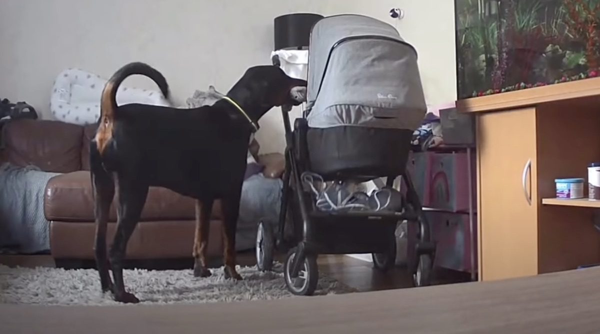 Sweet Doberman Brings Newborn Baby His Favorite Toys
