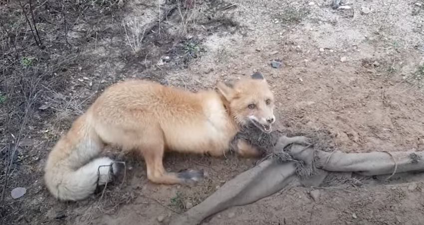 Kind Couple Free Fox Stuck On The Road