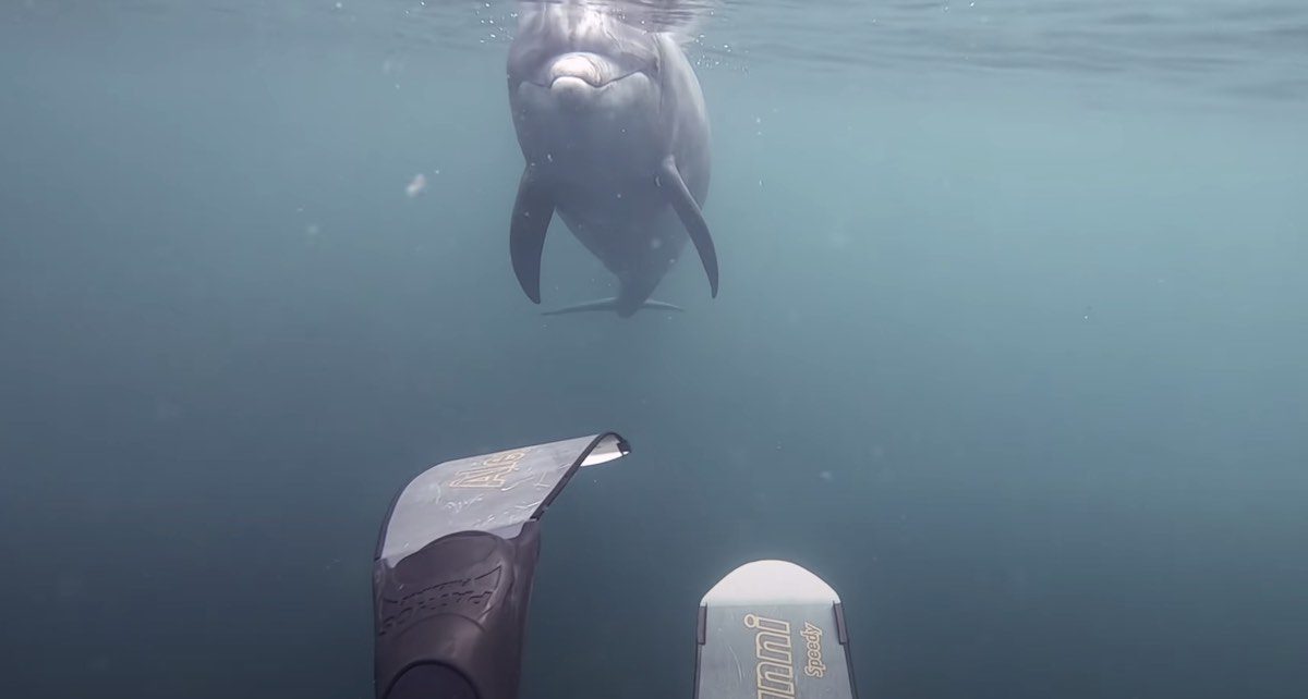 Dolphin Sees Diver Take Off His Fin, Brings Him Another One Next Visit