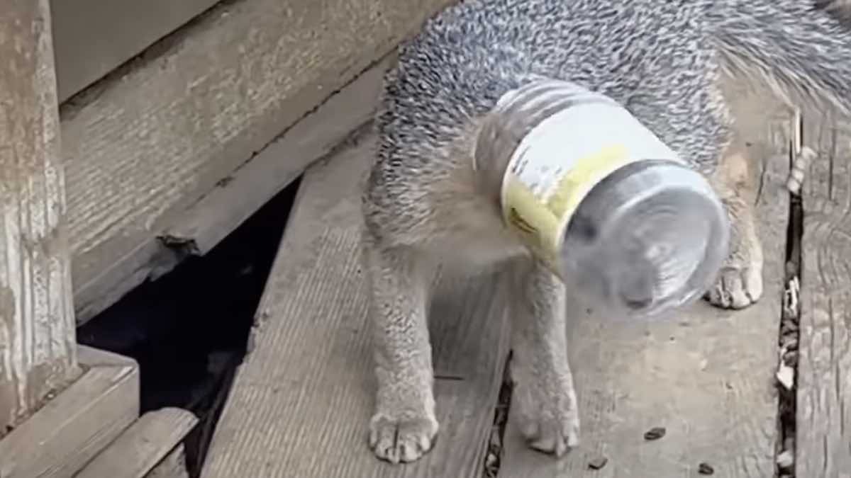 Woman Saves Baby Fox With Jar Stuck Over His Head