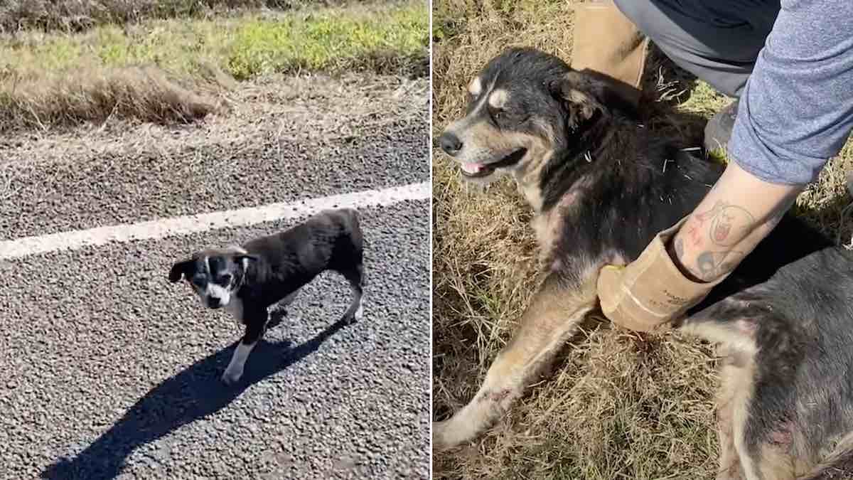 Stray Dog Helps Save His Injured Friend But Months Later Both Are Still ...