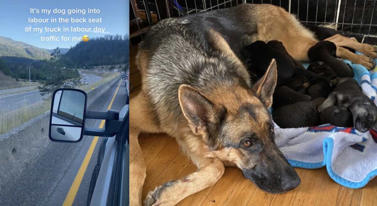 Family's Dog Gives Birth To Puppies In Truck While Stuck In Traffic Jam