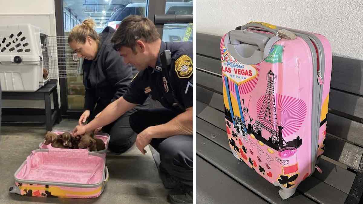 Police Officers Hear Squeals Coming From Suitcase, Find Puppies Inside
