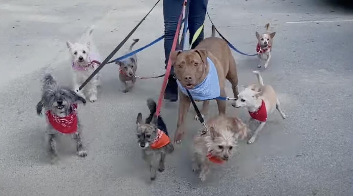 Rescued Pit Bull Happily Joins Pack Of Small Dogs