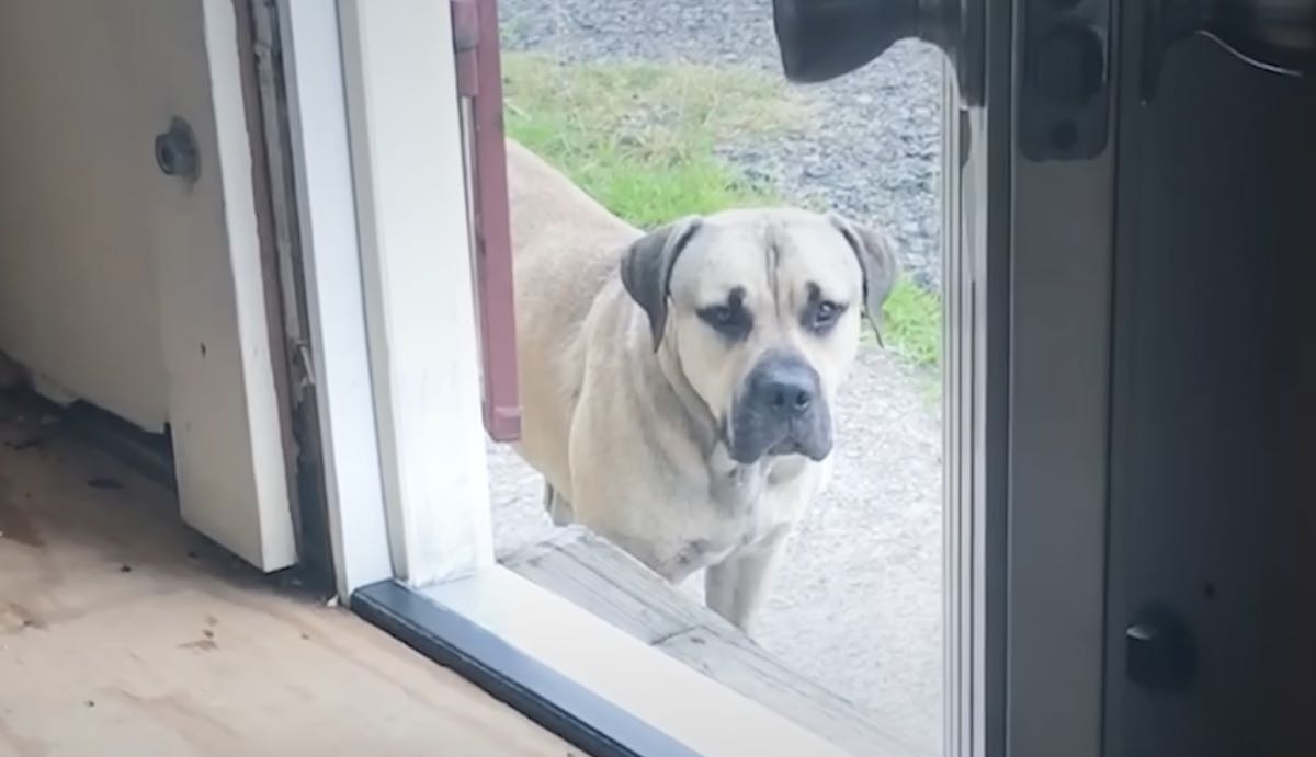 Stray Mastiff Steps Inside House For First Time, Then He Discovers The Bed
