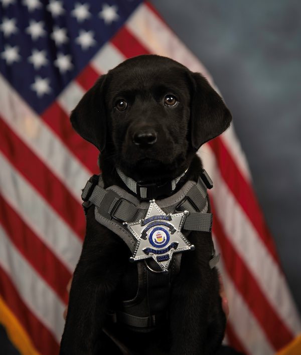 K9 Puppy Wants A Nap During His Swearing-In Ceremony