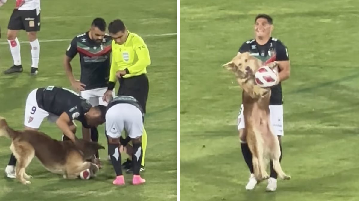 Adorable Puppy Really Wants To Play Professional Soccer So He ...