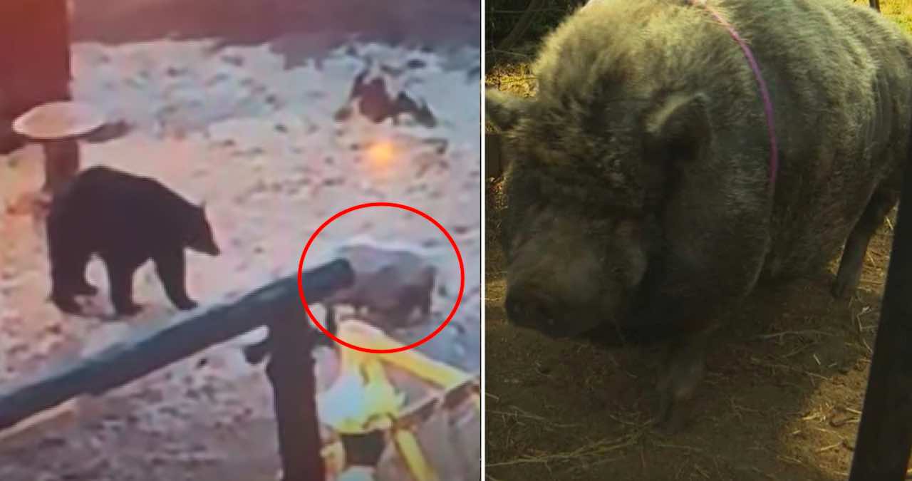 Mini Pig Bravely Scares Black Bear Away From Her Farm Animal Friends