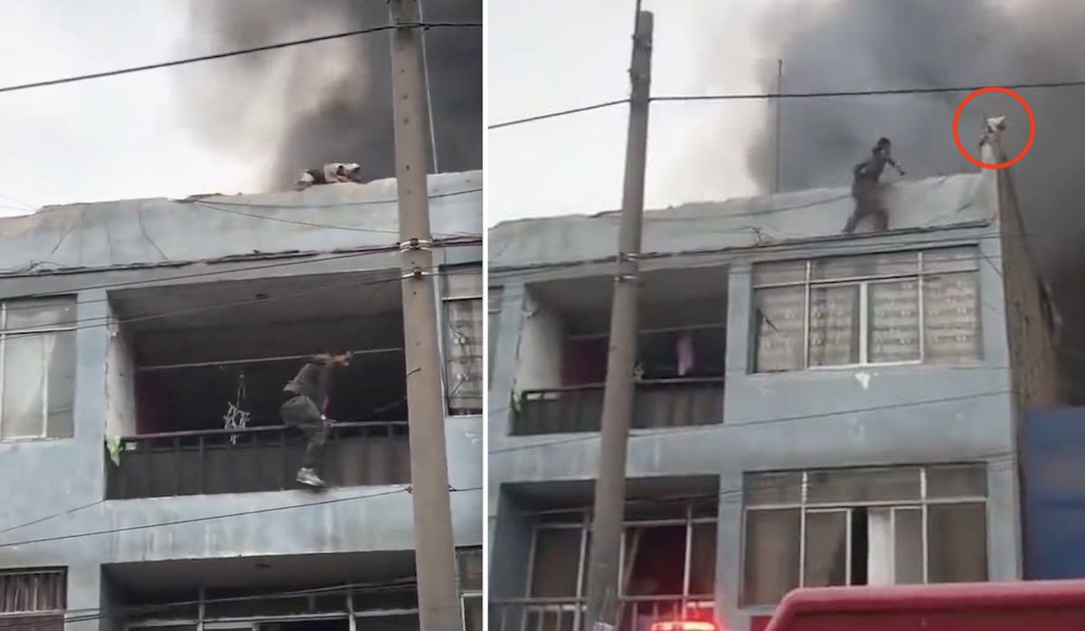 Heroic Young Man Rescues 25 Dogs Trapped On Roof Of Burning Building In ...