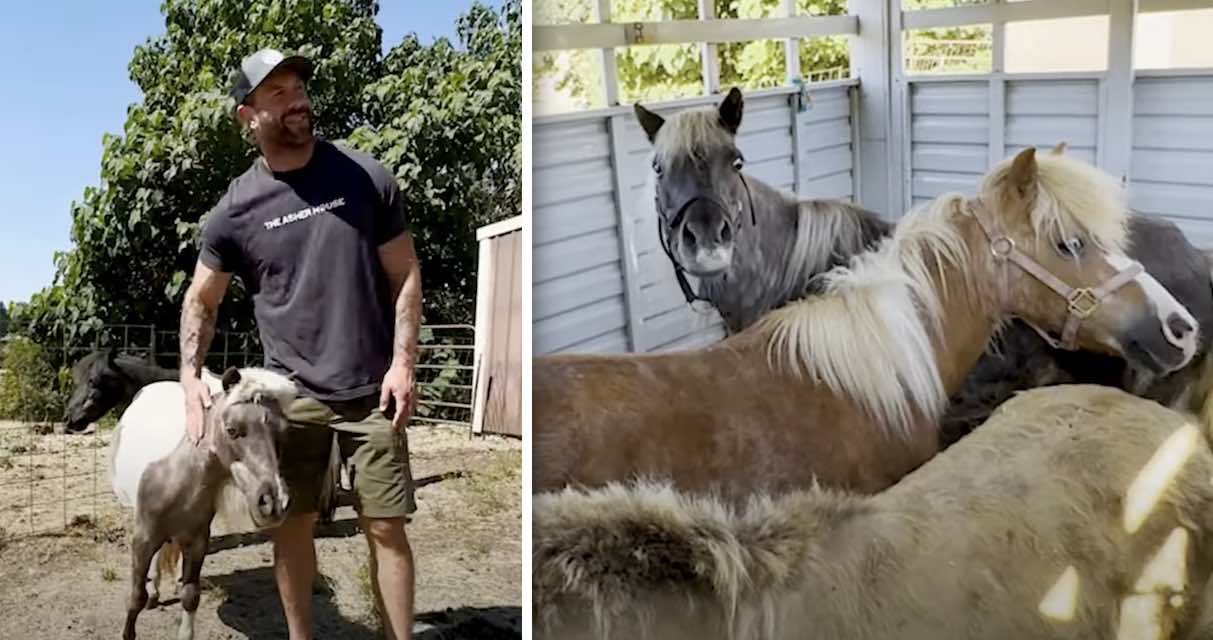Man Goes To Feed Store And Ends Up Rescuing 7 Sweet Mini Horses