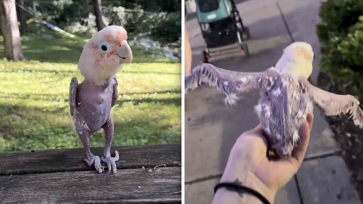 Rescued Cockatoo Loves to 'Fly' In Her Own Special Way
