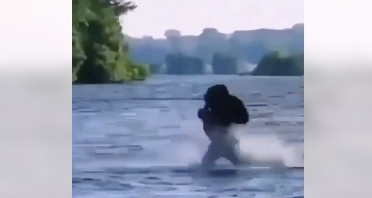 Gorilla Runs Into Cold Water And Regrets It Instantly
