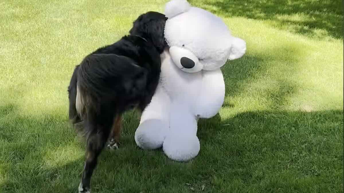 Dog Tries To Squeeze Her Giant Teddy Bear Into Car With Hilarious Results