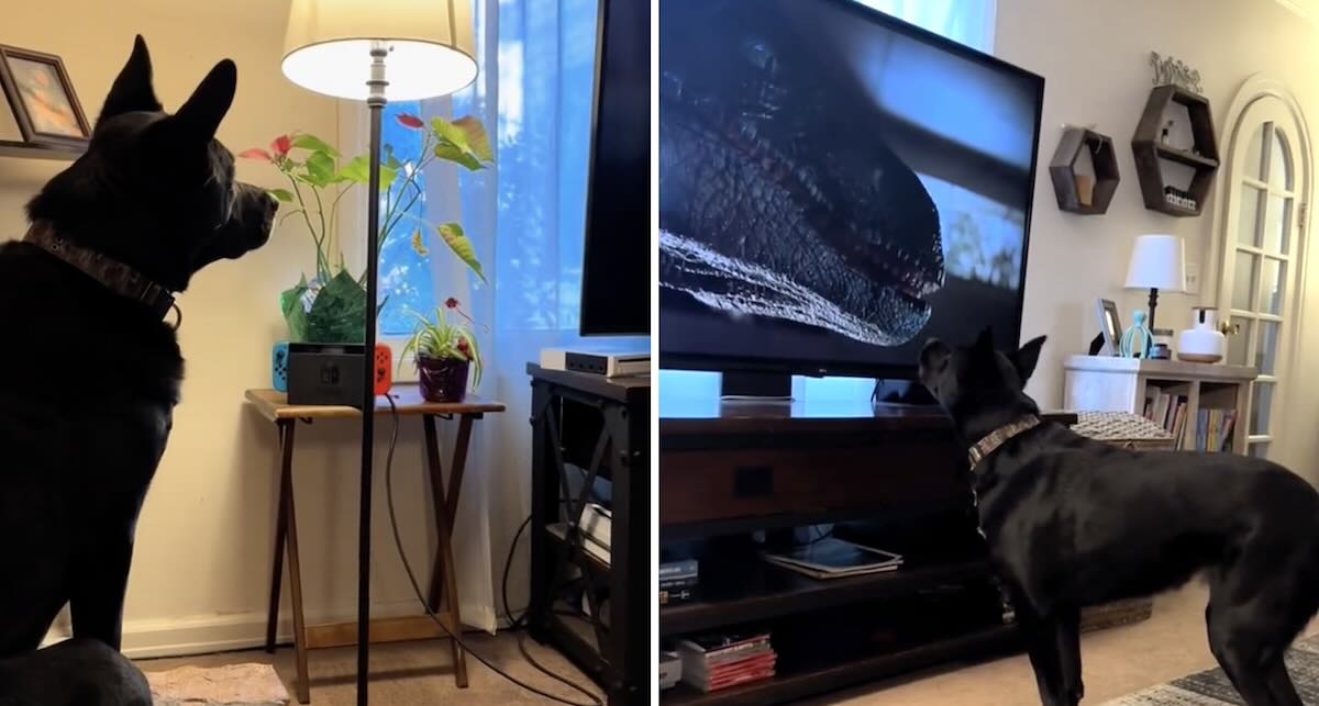 Rescue Dog Reacts to 'Jurassic Park' and 'Lion King' in Adorably ...