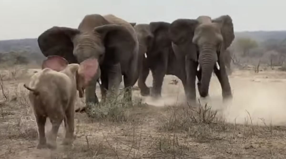 Orphaned Baby Elephant Gets Emotional Greeting When She Meets Her ...