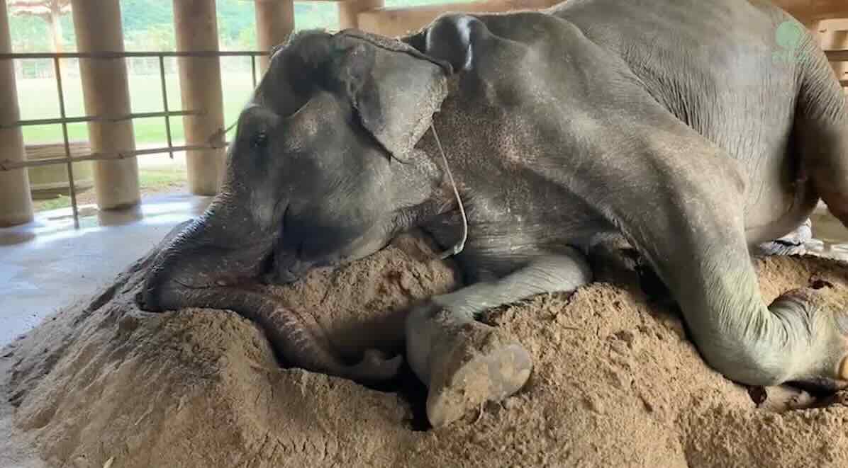 Elephant Enjoys Freedom After 85 Years, Has Heartwarming Reaction When ...