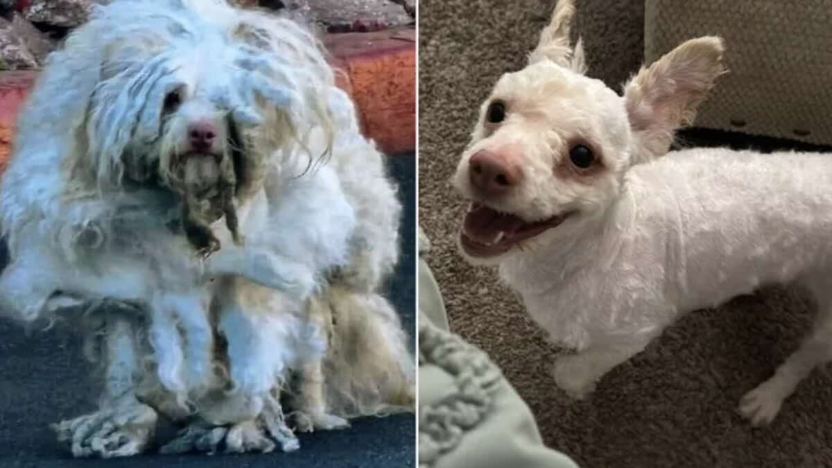 'Miserable' Stray Dog with Matted Fur and Broken Teeth is All Smiles Now