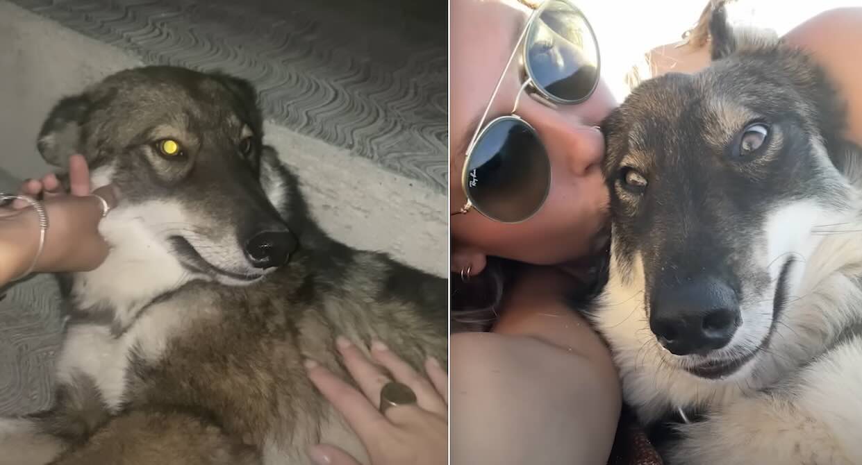 Stray Injured Dog Follows Tourist And Finds A Home