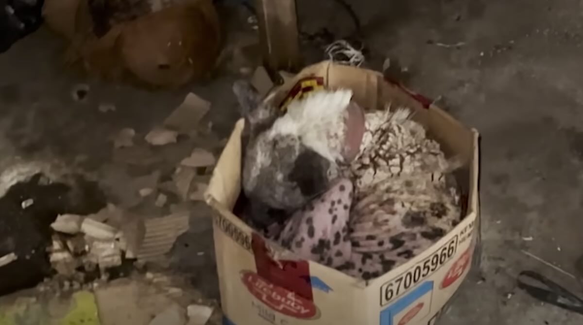 Stray Puppy Curls Up In Cardboard Box Every Night