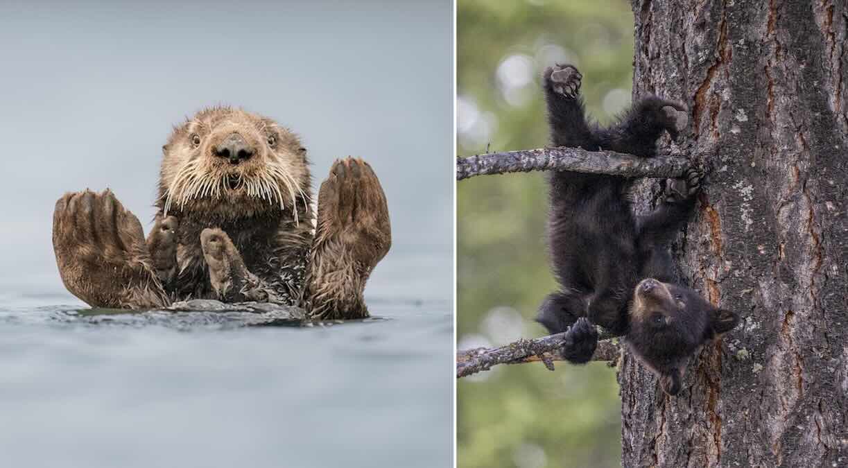 Hilarious Animal Antics: Comedy Wildlife Awards Finalists Deliver Big ...