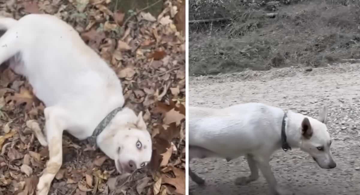 Heroic Mama Dog Leads Rescuers to Her Puppies Just Before Flash Flood ...