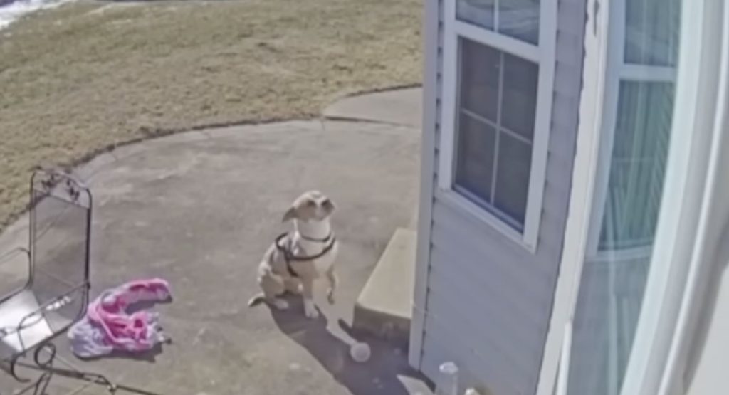 A Dog's Prayer Perfectly Expresses The Universal Love All Dogs Have For ...