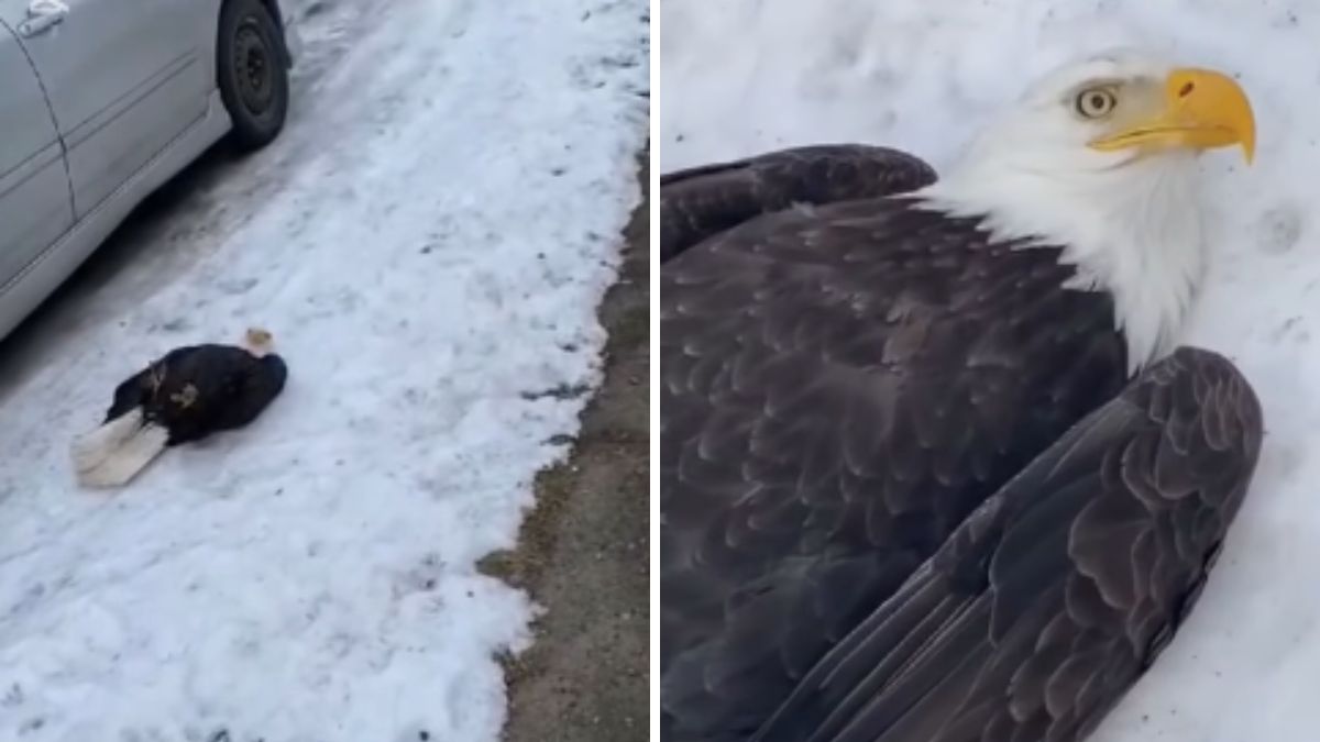Good Samaritans Help Bald Eagle After It Hits Power Line And Falls From Sky