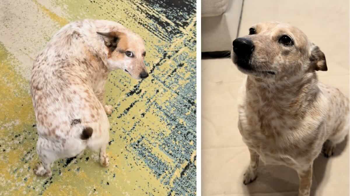 Cattle Dog Starts Twerking And Dad Has No Idea Why