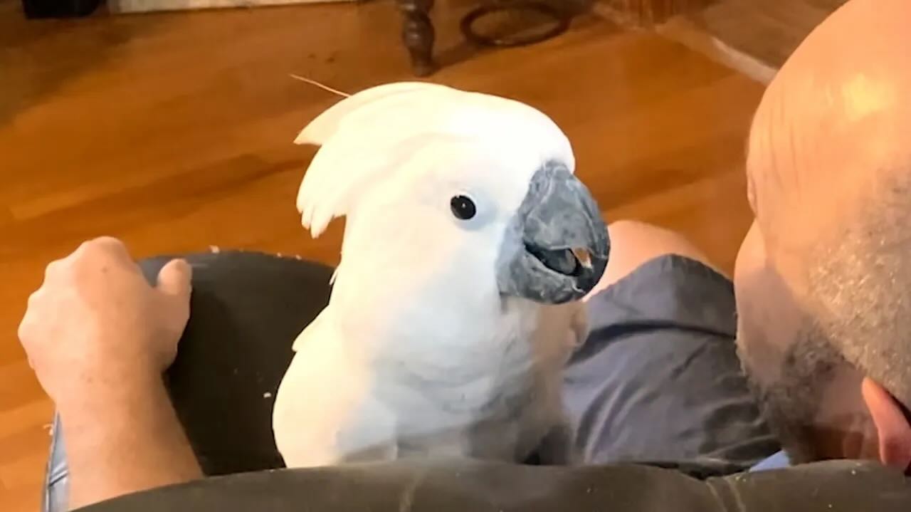 Cockatoo Impatiently Waits for His Dad to Come Home So He Can Tell Him ...
