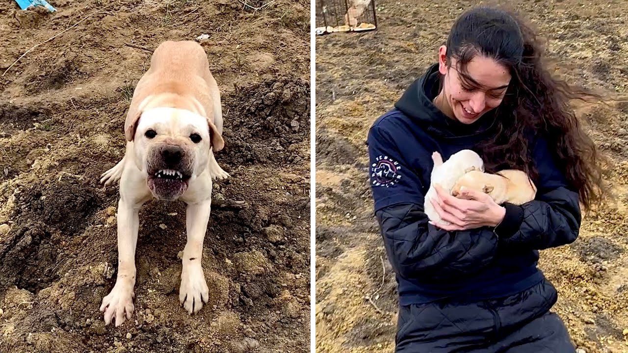 Starving and Alone, Mama Dog Fights to Protect Her Puppies With ...