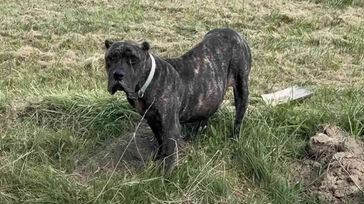 Special Needs Dog Waited Months For Dad To Return, Shocks Her Family ...