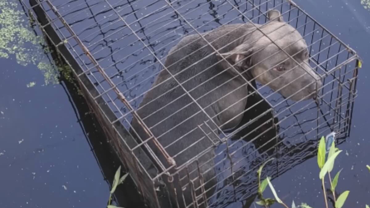 'Sweet Dog' Found In Cage And Dumped In Swamp Water Rescued Just in Time