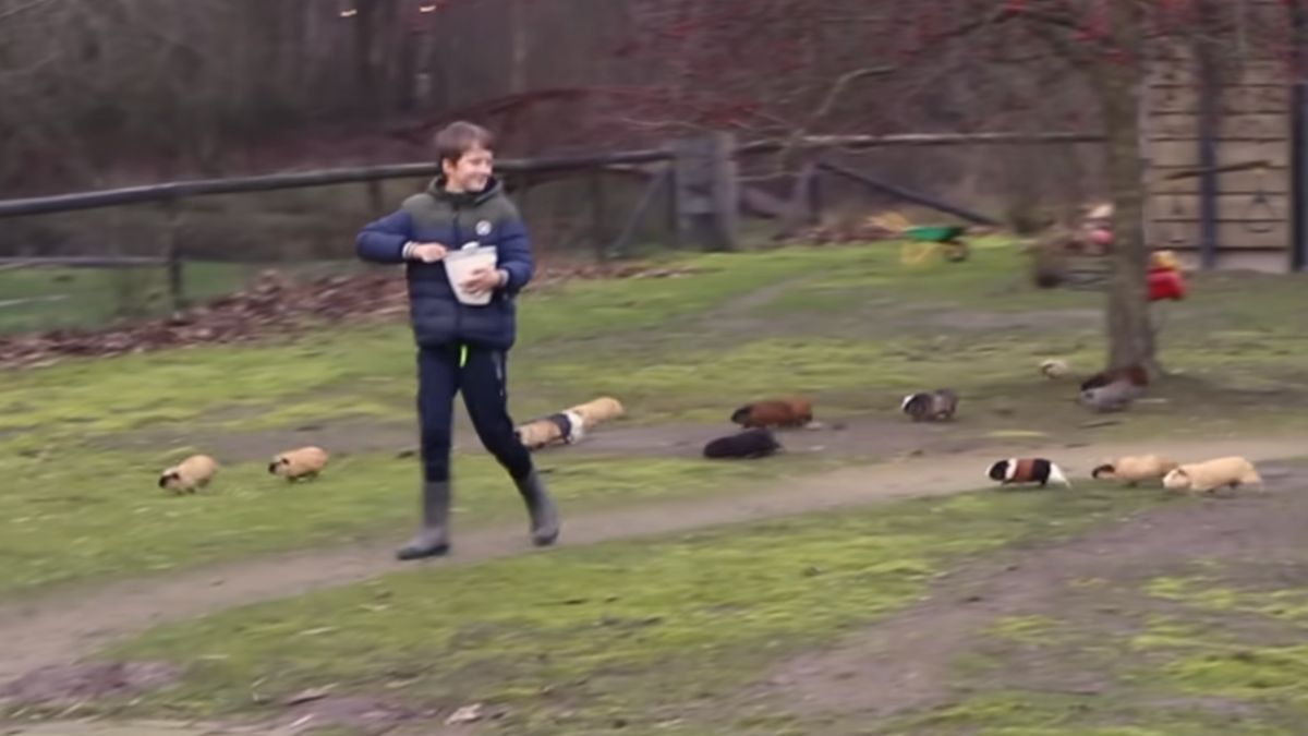 70 Guinea Pigs Adorably March Into the Barn When Called