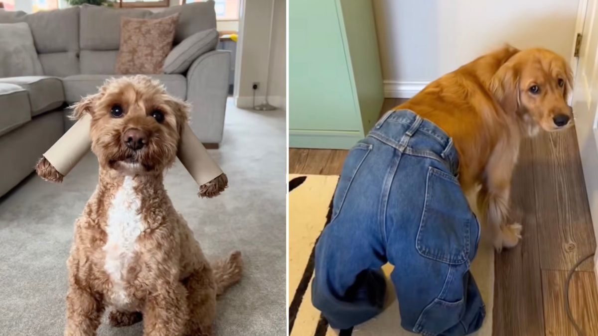 Dogs Look So Offended After Being Made to Wear the Clothes They Stole ...