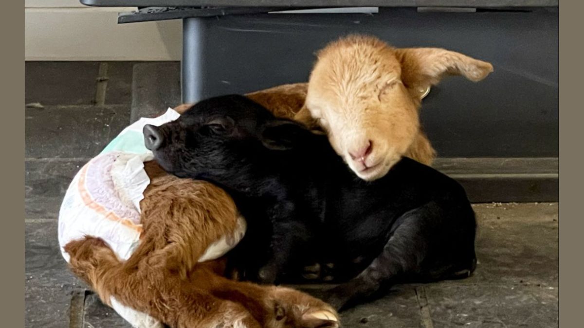 Orphaned Piglet and Lamb Become Lifelong Friends